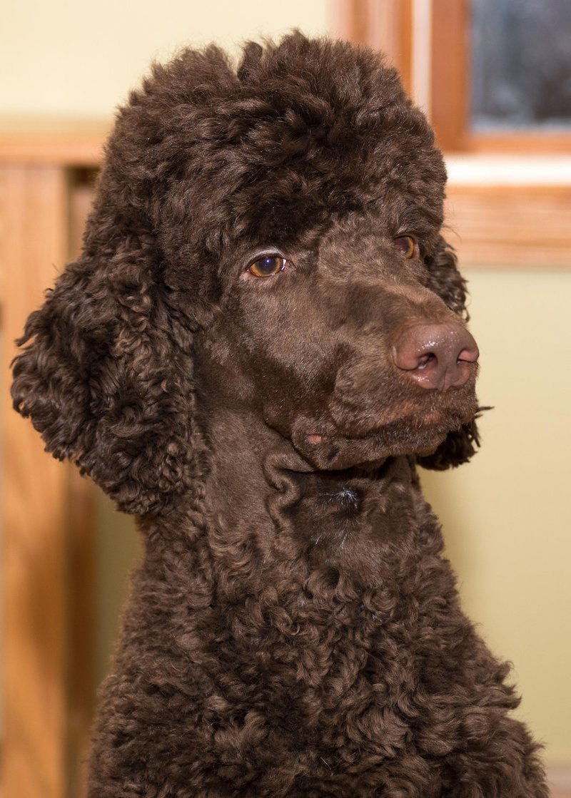 LADS – Glicks Standard Poodles REGD.